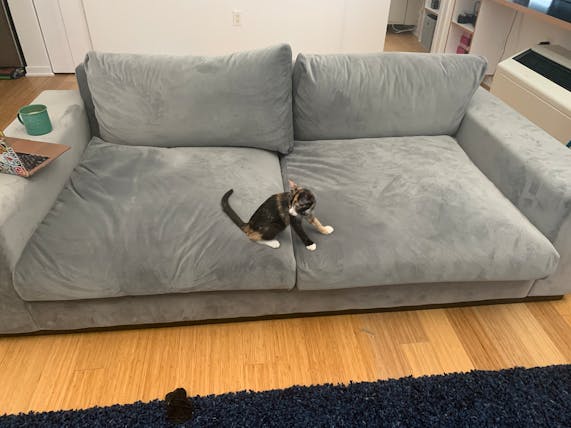 Holt Sofa | Joybird